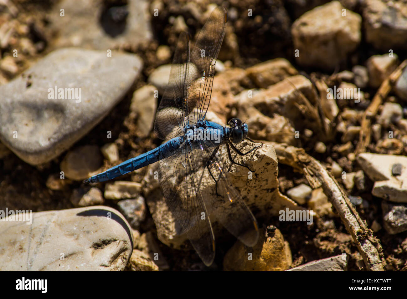 Greek dragonfly hi-res stock photography and images - Alamy