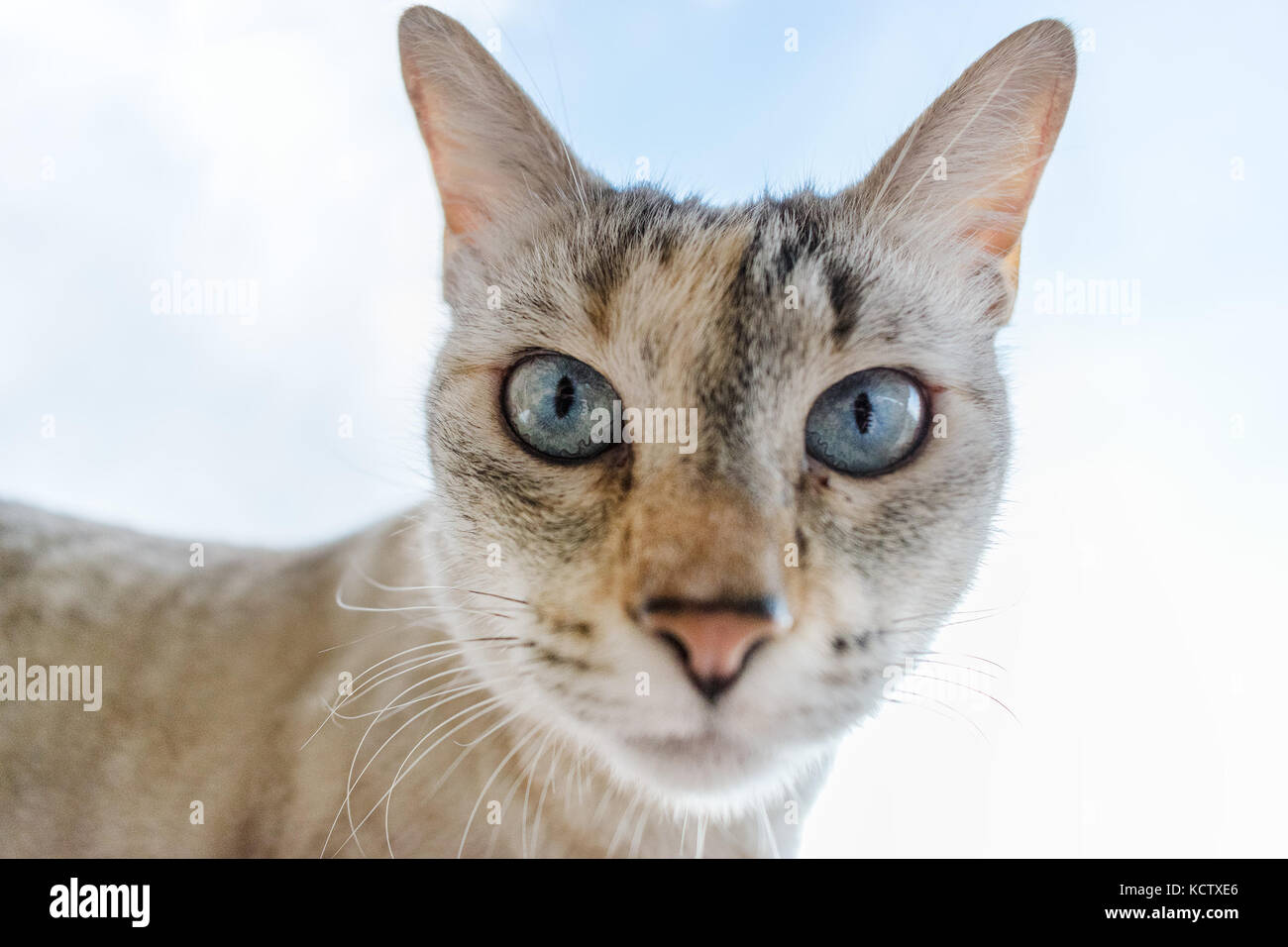 Cat face close hi-res stock photography and images - Alamy