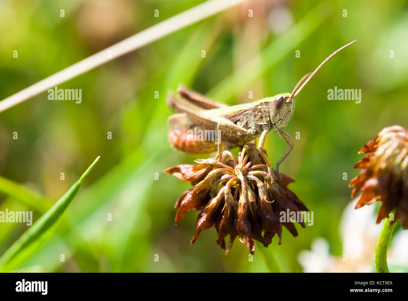 Big brown grasshopper sitting on straw. Dark green background is out of ...