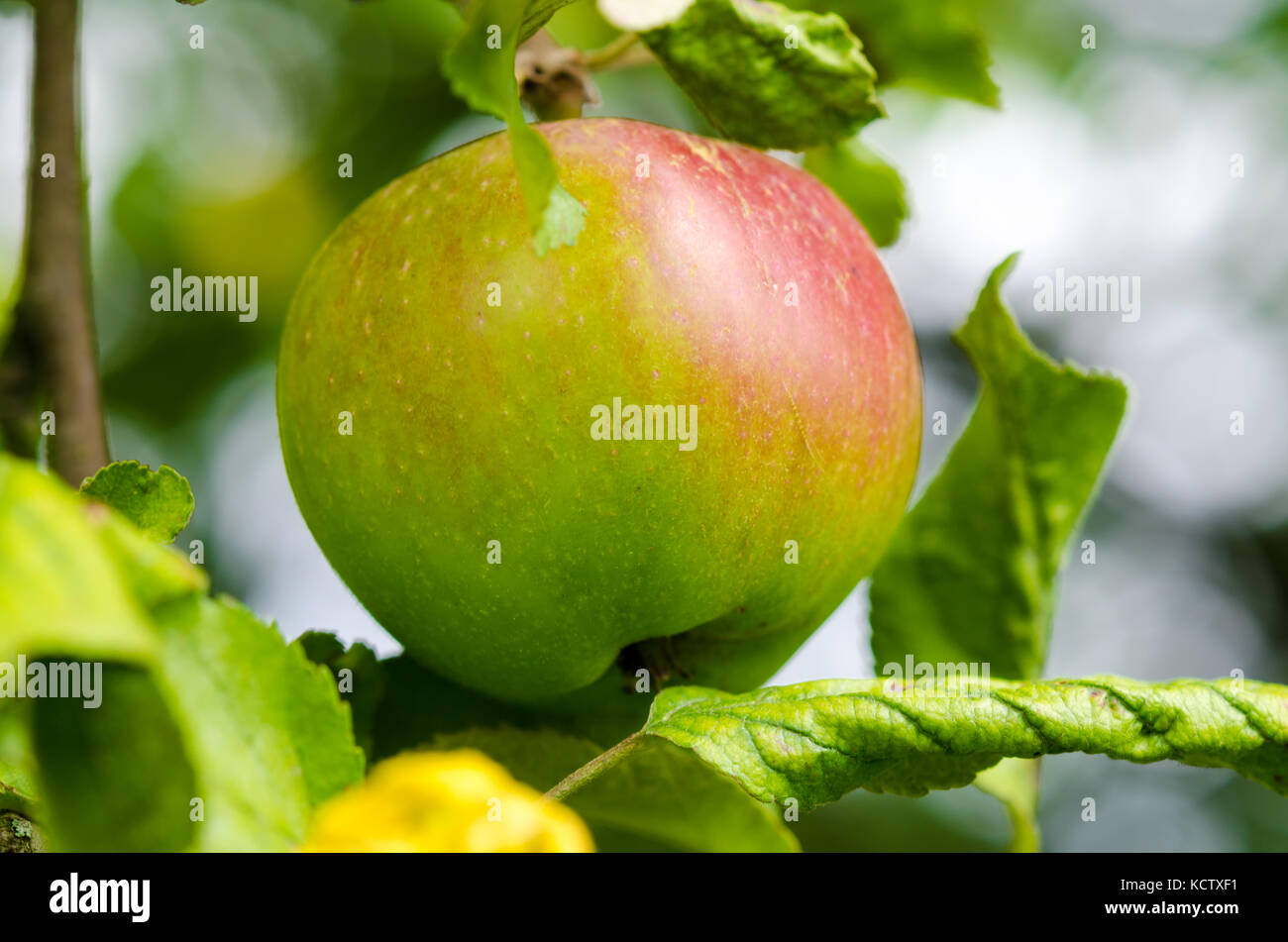 Fresh ripe red apple growing on a apple tree. Natural lighting with ...