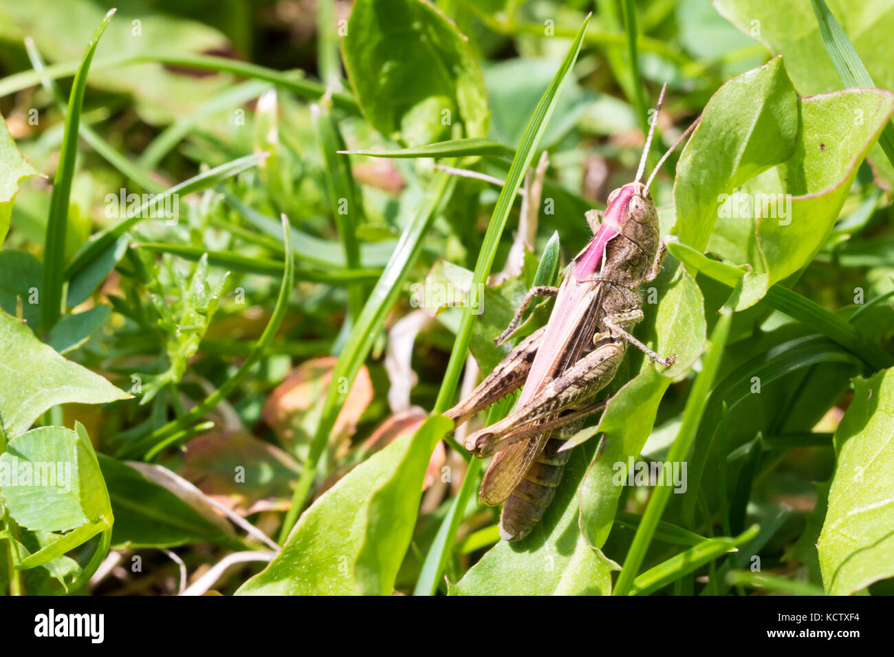Big brown grasshopper sitting on straw. Dark green background is out of ...