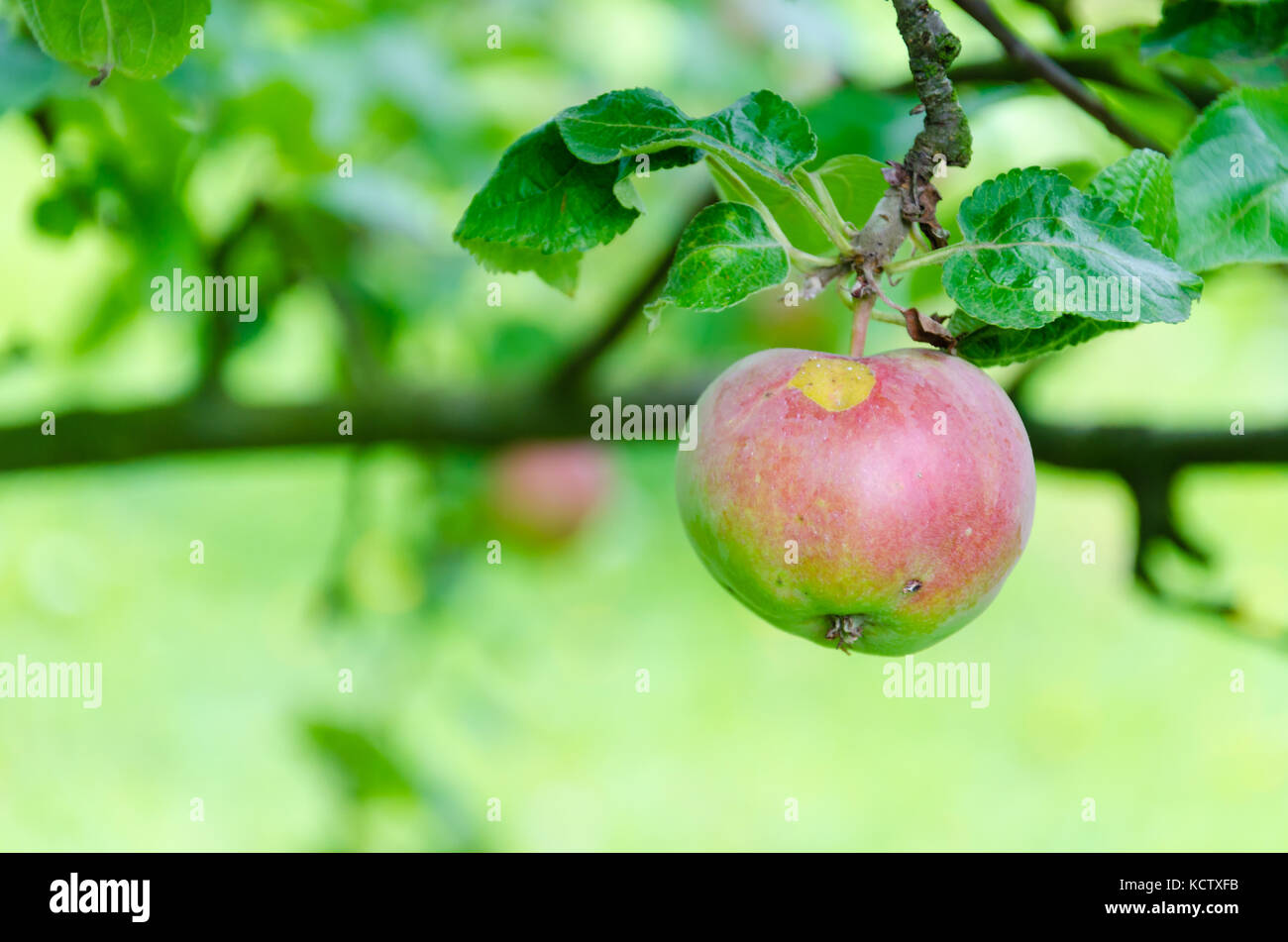 Fresh ripe red apple growing on a apple tree. Natural lighting with ...