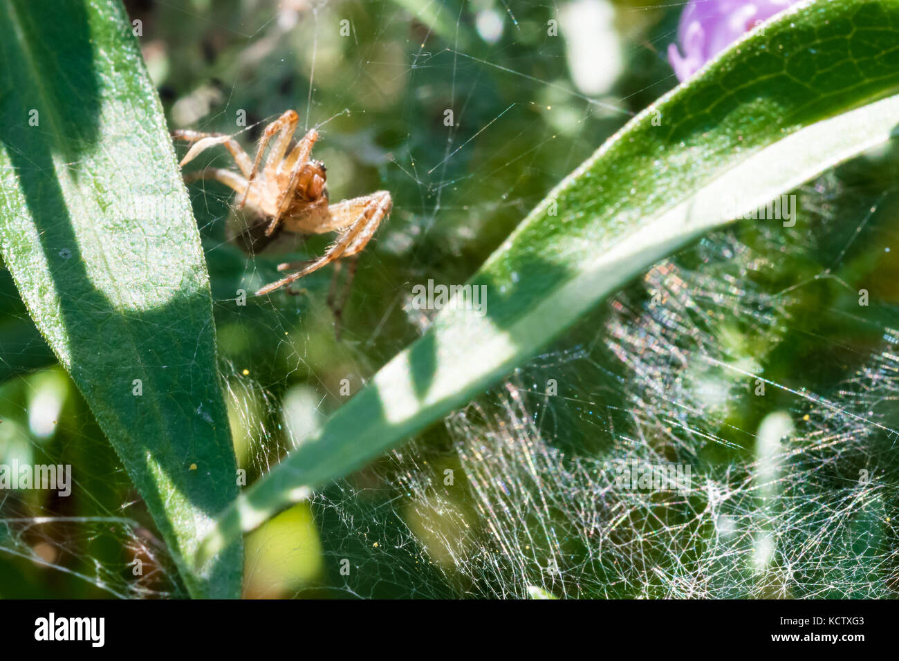 Ugly spider crawling on his spider web. Macro photography, smooth ...