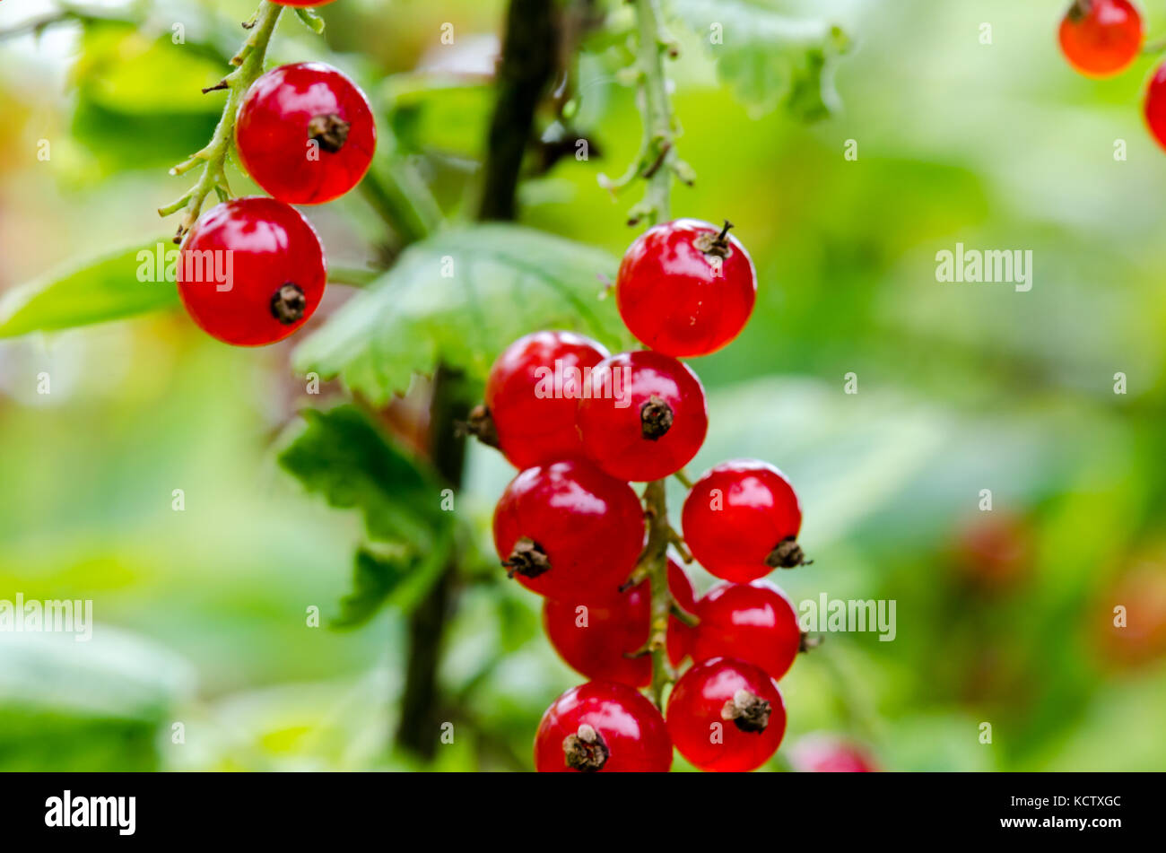 Fresh ripe redcurrant bush in the garden. Growing, ready to harvest ...