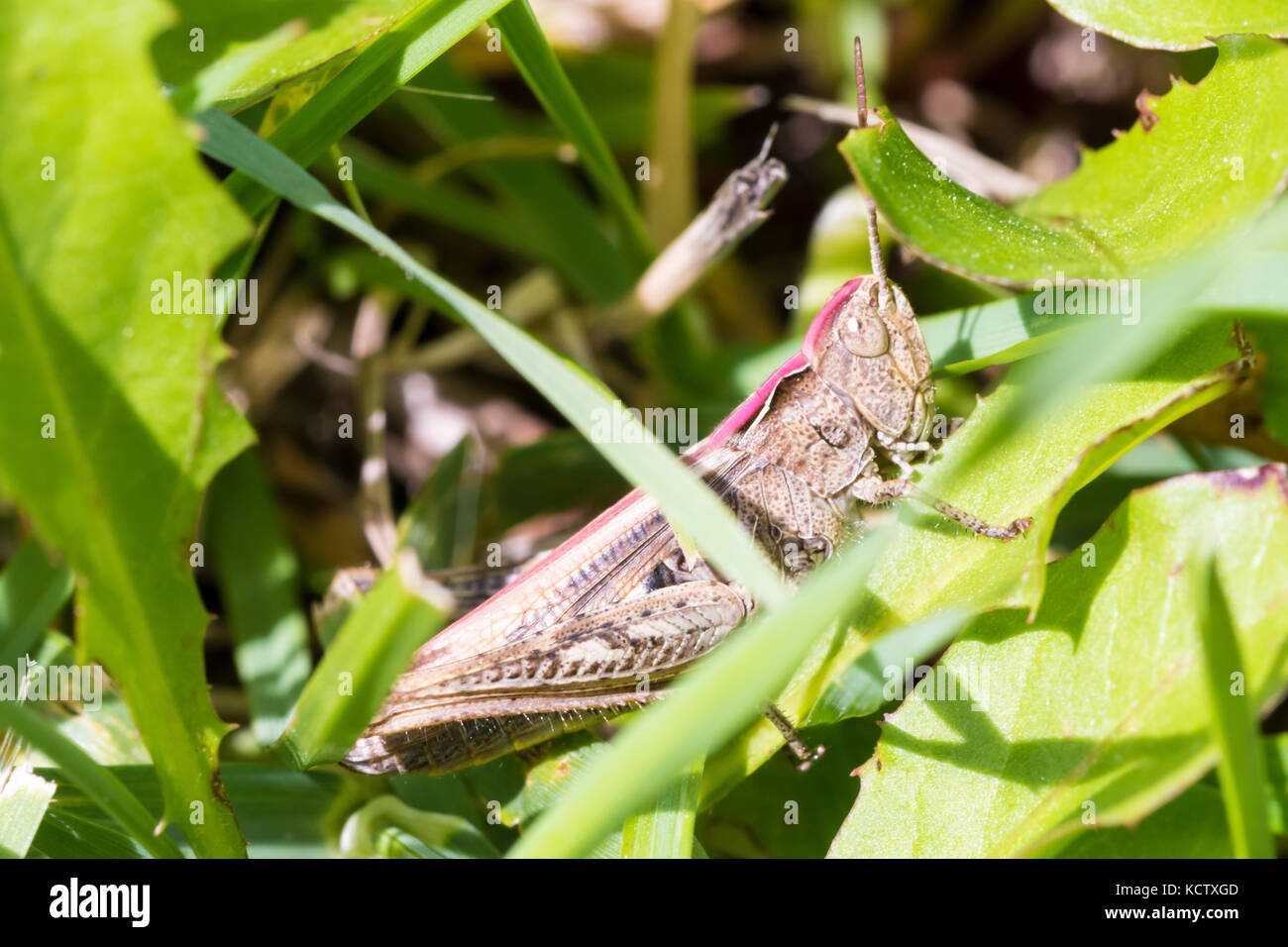 Big brown grasshopper sitting on straw. Dark green background is out of ...