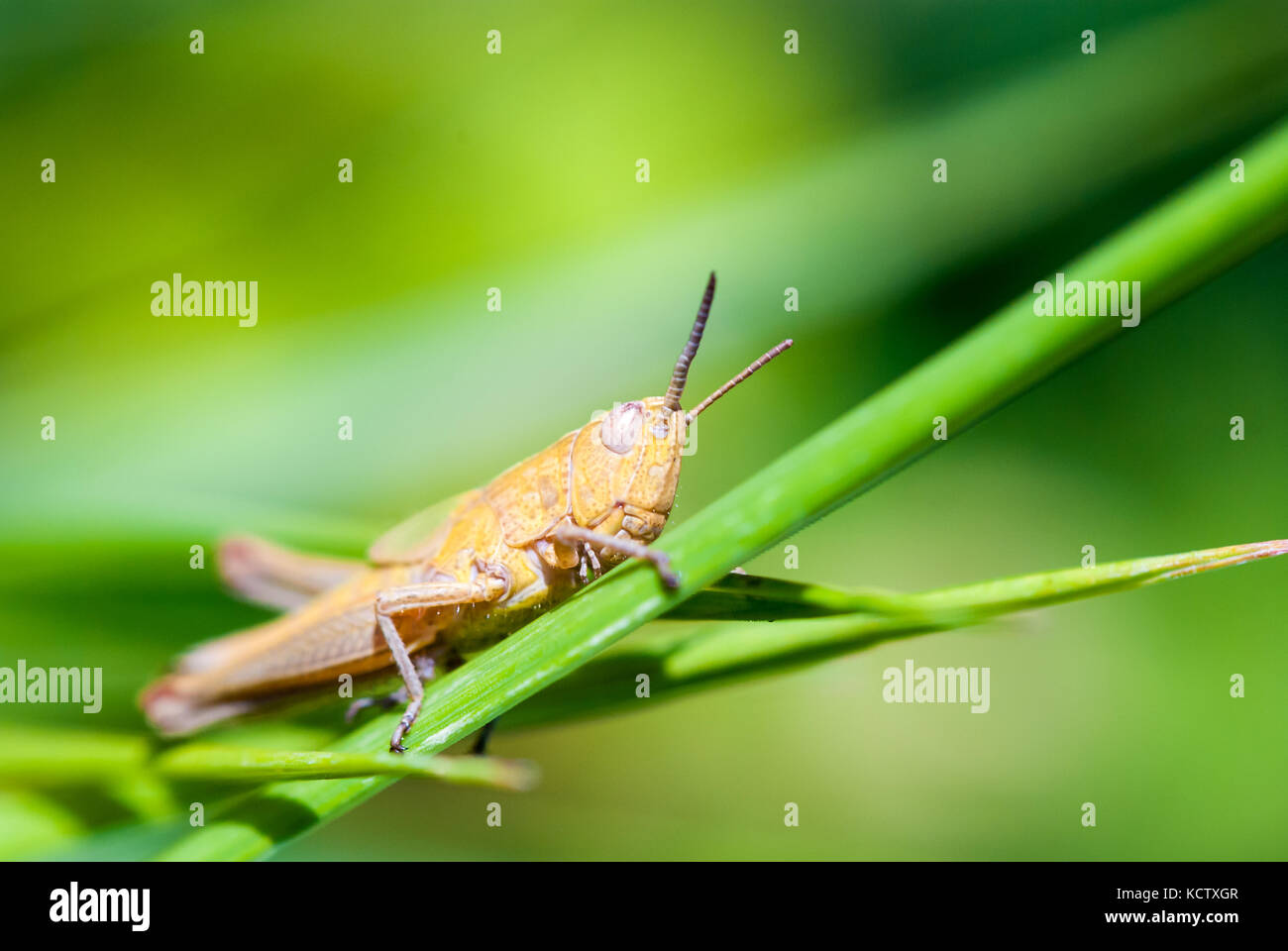 Big brown grasshopper sitting on straw. Dark green background is out of ...