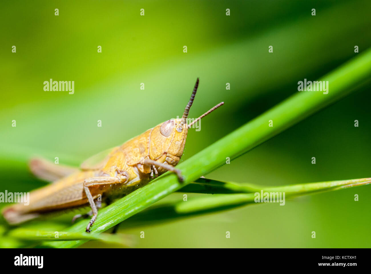 Big brown grasshopper sitting on straw. Dark green background is out of ...