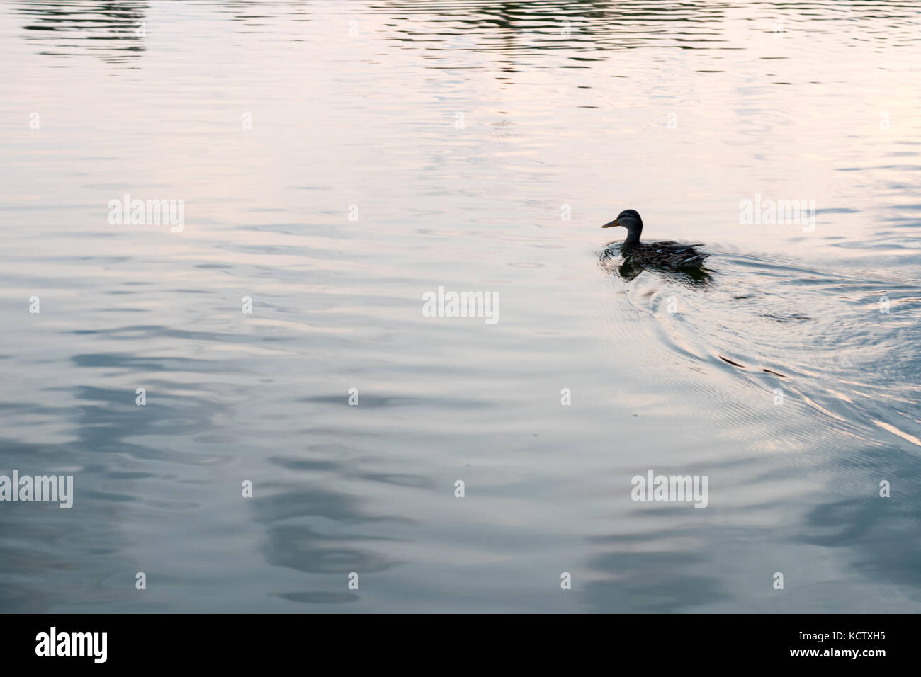 Duck swimming on water. Silhouette. Reflections on water surface Stock ...