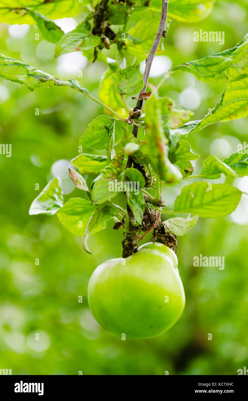 Fresh ripe red apple growing on a apple tree. Natural lighting with ...