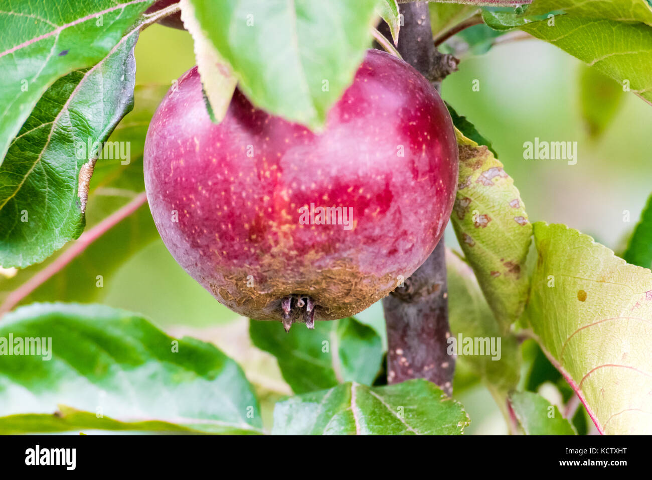 Fresh ripe red apple growing on a apple tree. Natural lighting with ...