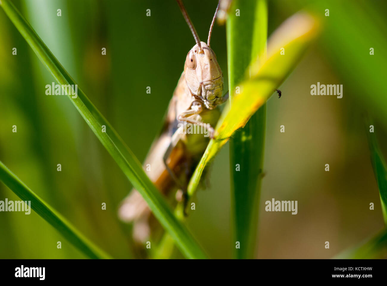 Big brown grasshopper sitting on straw. Dark green background is out of ...
