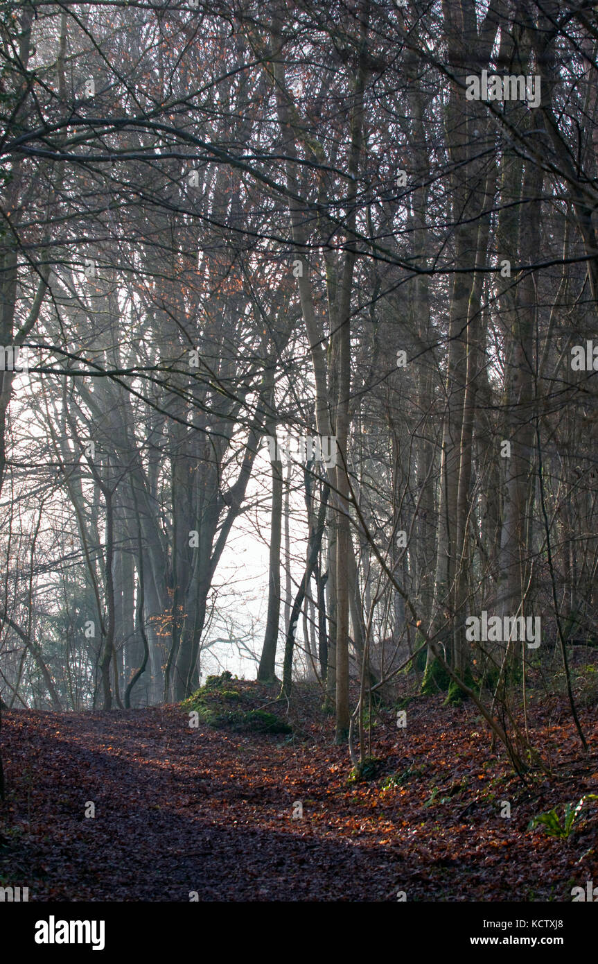 Woodland in spring time Stock Photo - Alamy