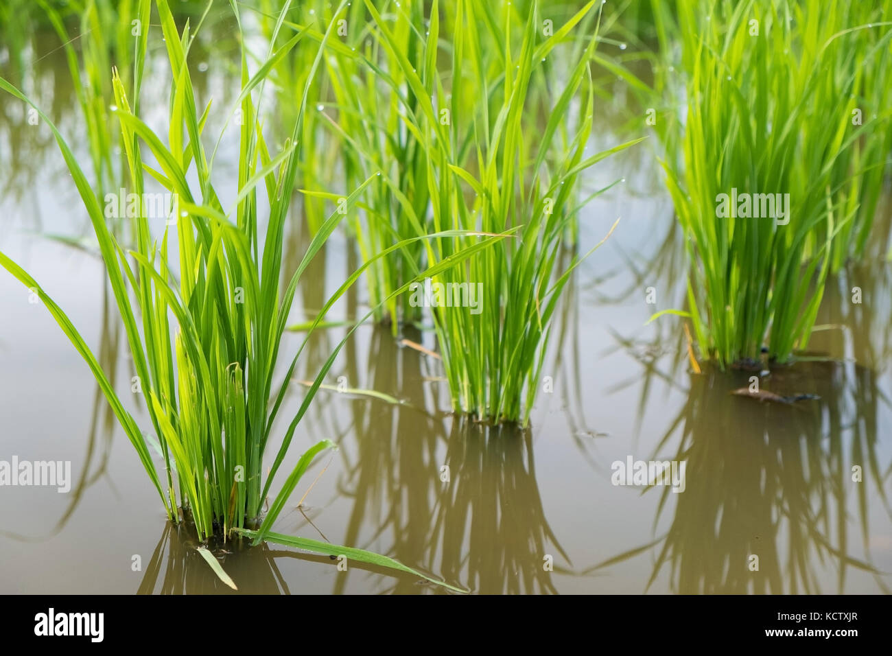 Rice Sprout in Rice field.Rice seedlings green background. agriculture ...