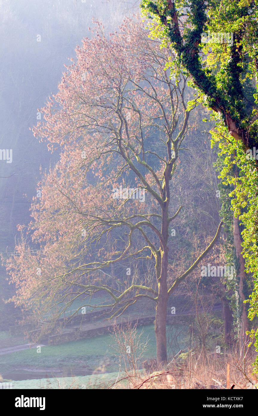 Misty beech tree in morning spring time sun hi-res stock photography ...