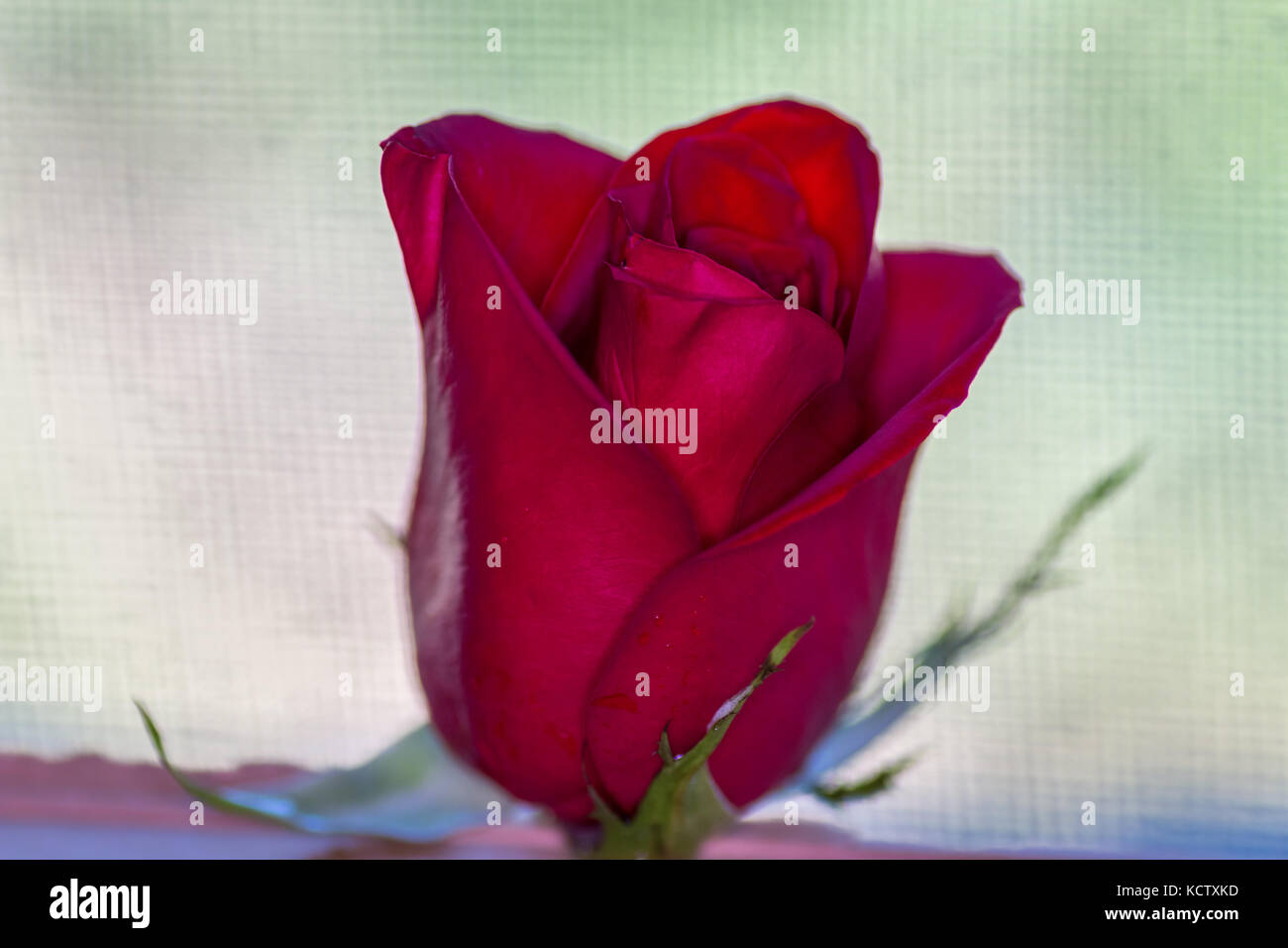 Close View of Red Rose Bud with Blurred Background Stock Photo - Alamy