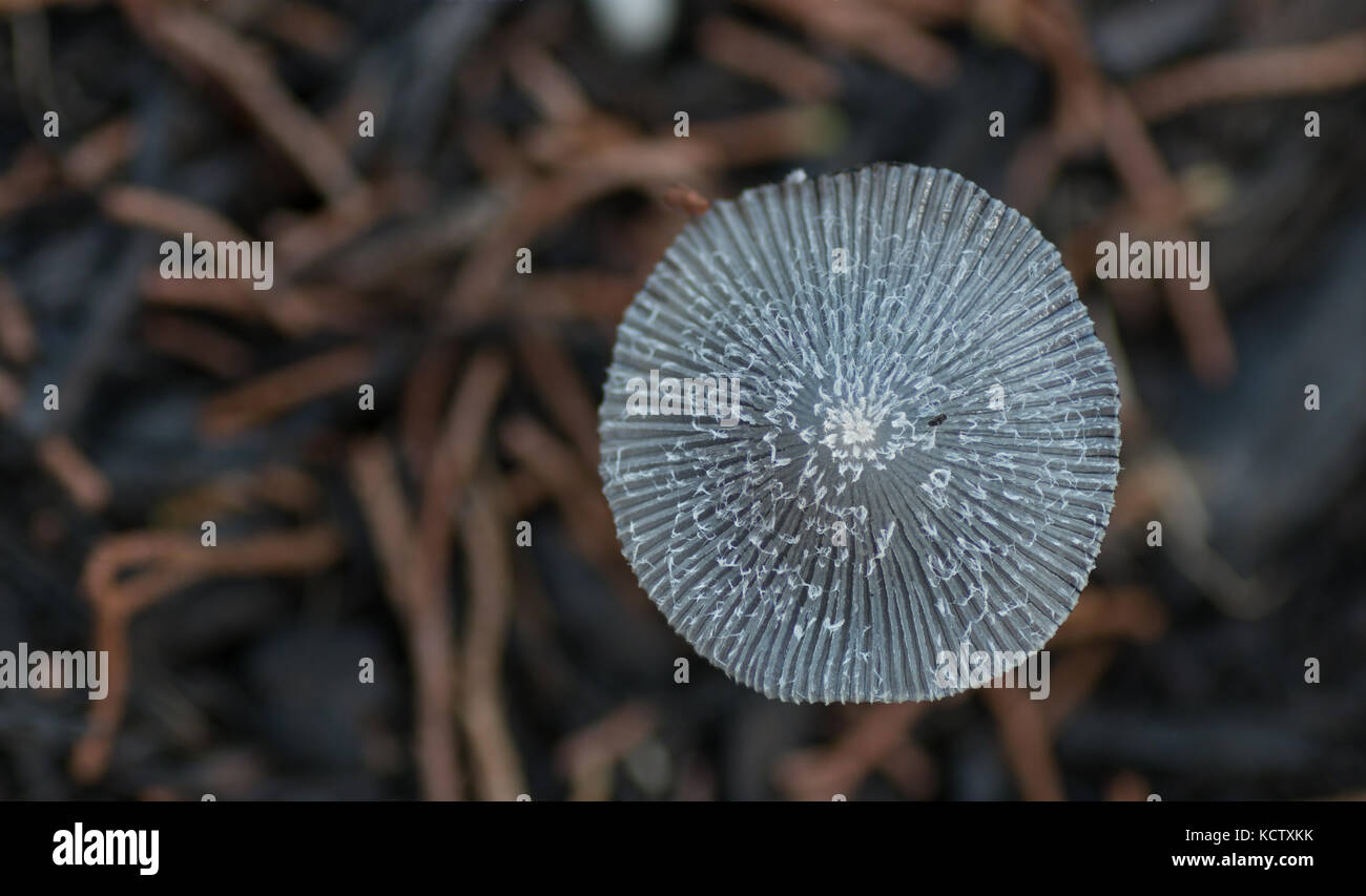 Top View of White Round Mushroom Stock Photo - Alamy