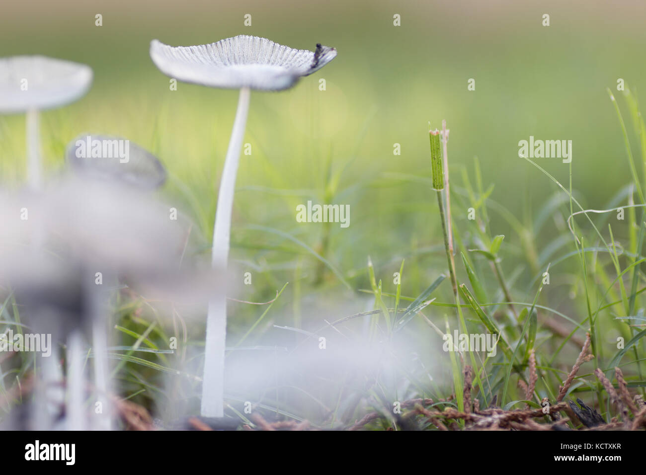 Side View of Mushroom Next to Grass Stock Photo - Alamy