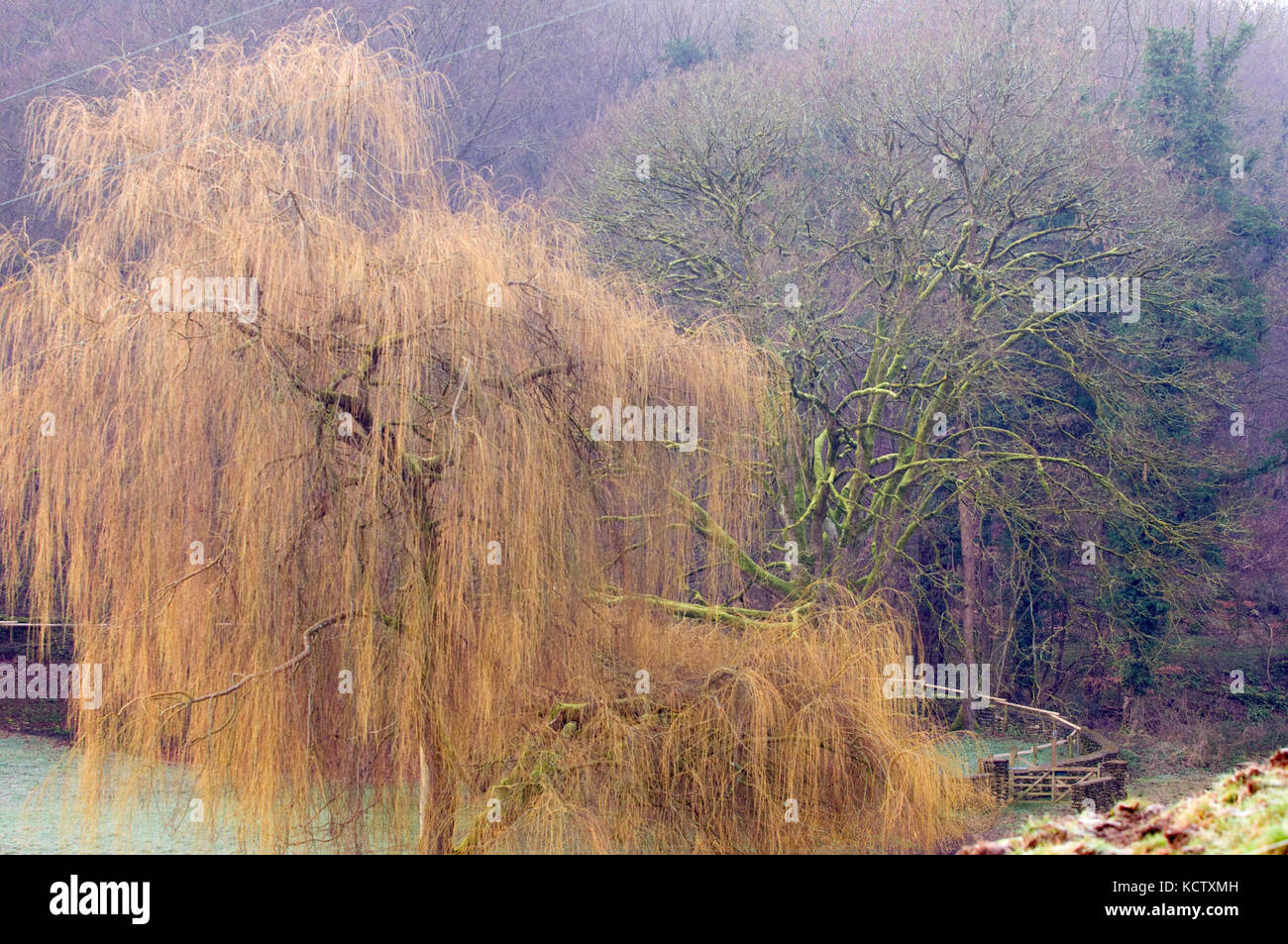 Weeping Willow tree in early spring Stock Photo - Alamy