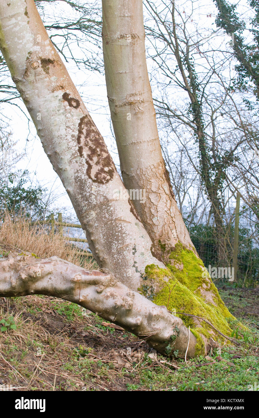Ash tree trunks Stock Photo - Alamy