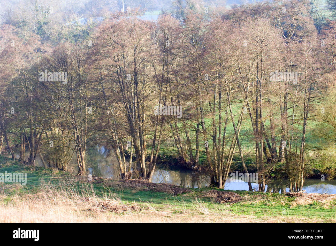 River Frome and spring woodland & Alders Stock Photo - Alamy
