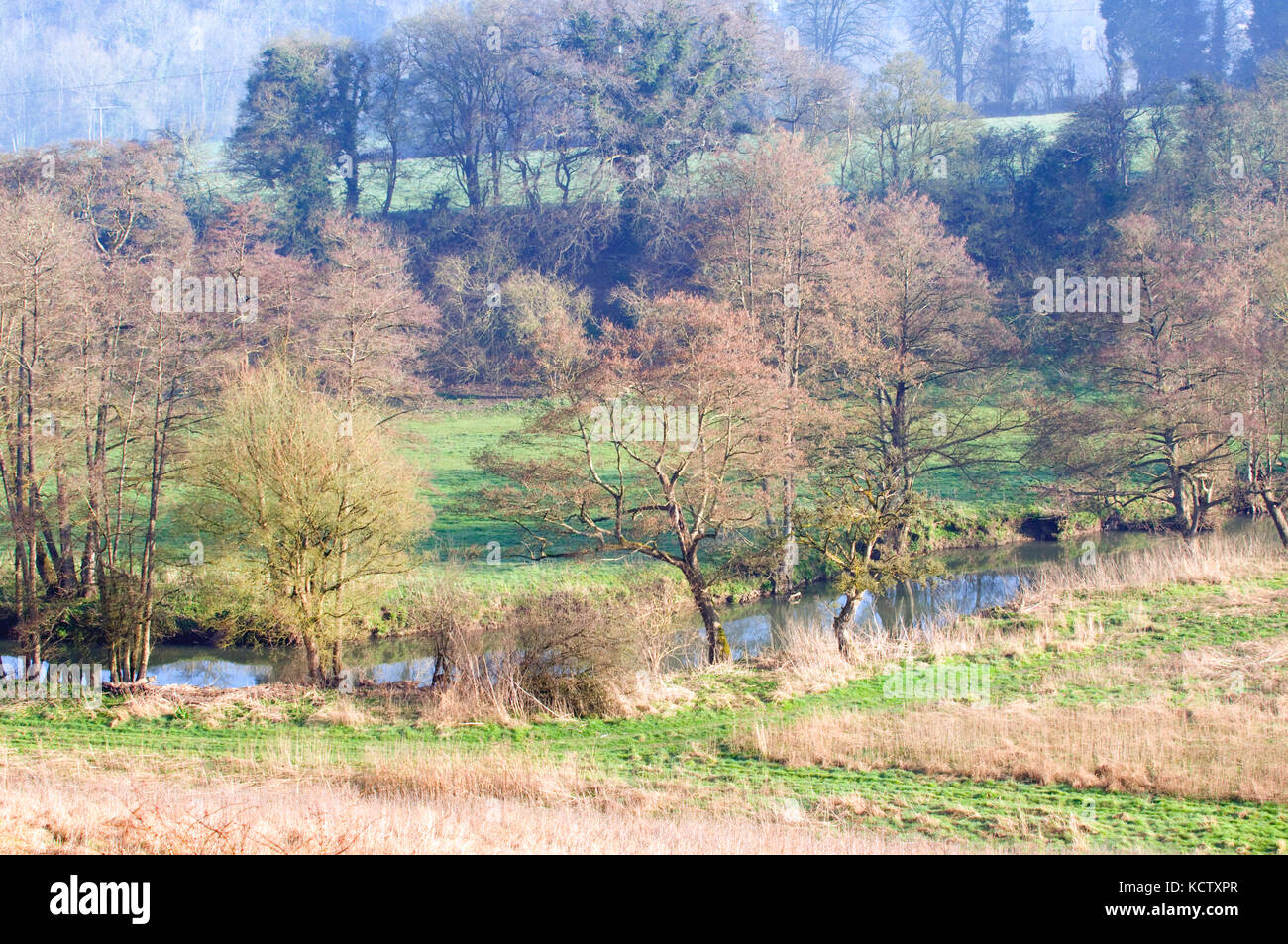 River Frome and spring woodland & Alders Stock Photo - Alamy