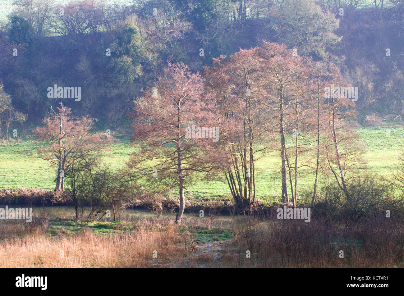 River Frome and spring woodland & Alders Stock Photo - Alamy