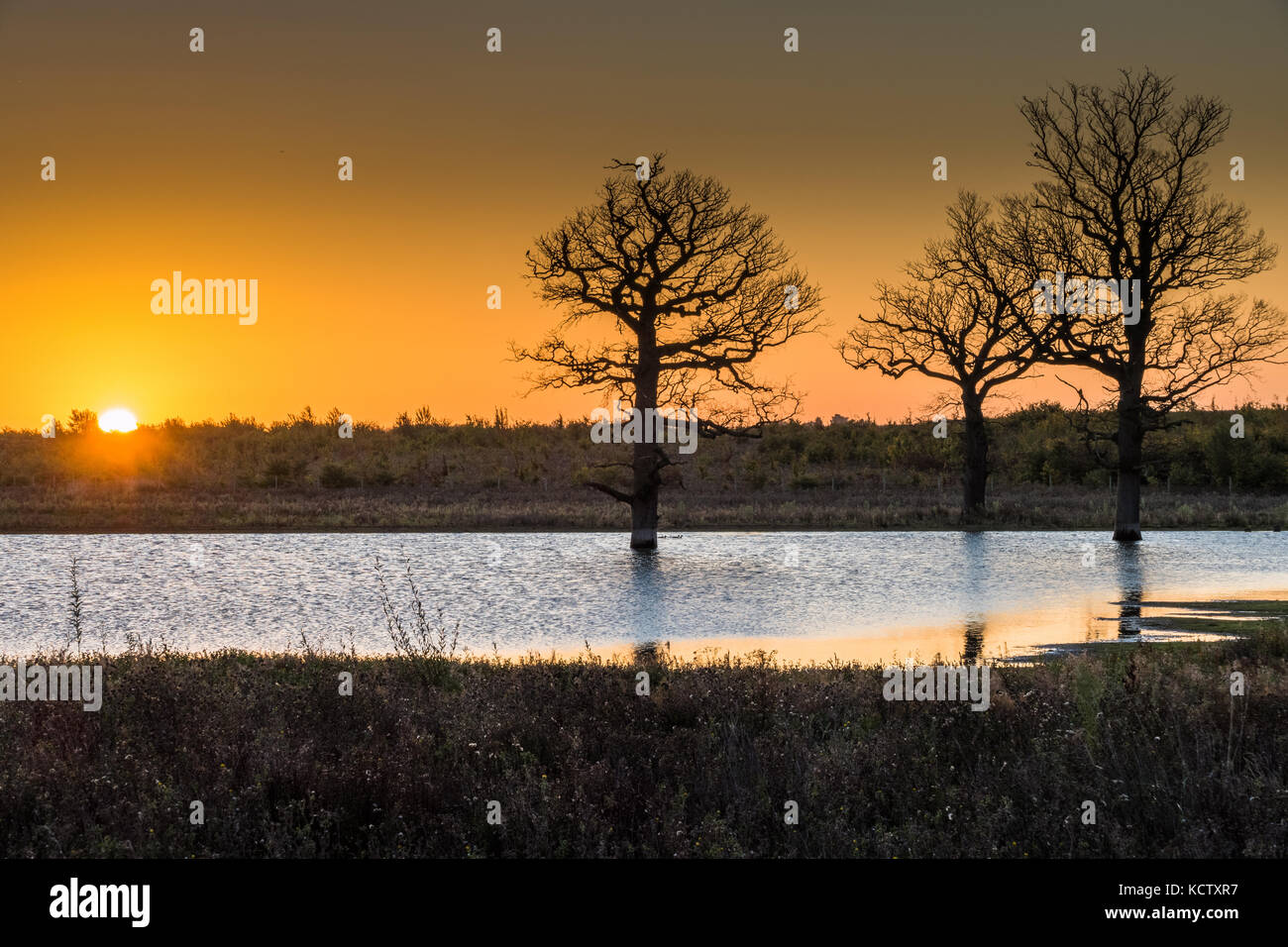 Trees standing in a flooded area of a reservoir at sunrise Stock Photo ...