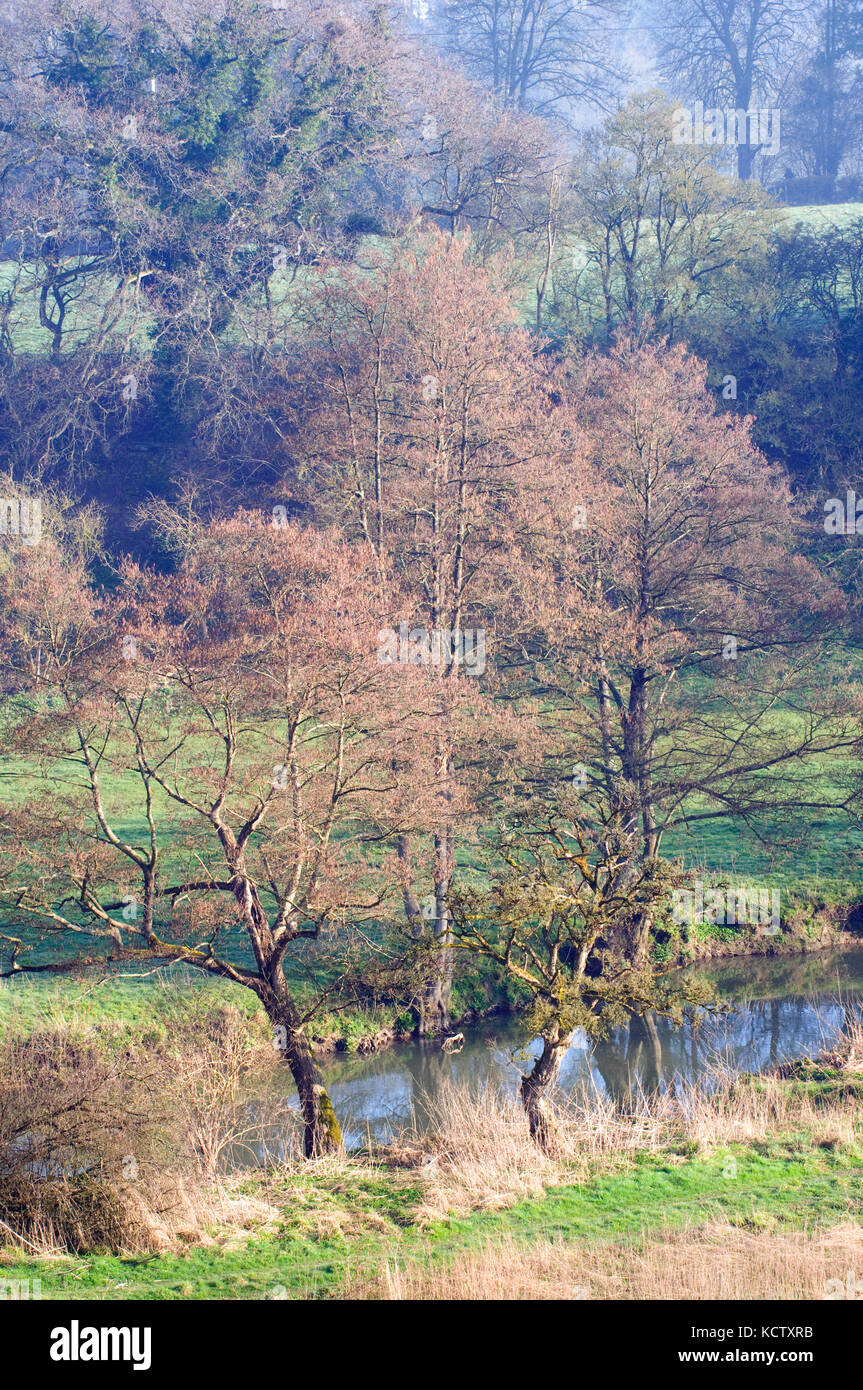 River Frome and spring woodland & Alders Stock Photo - Alamy