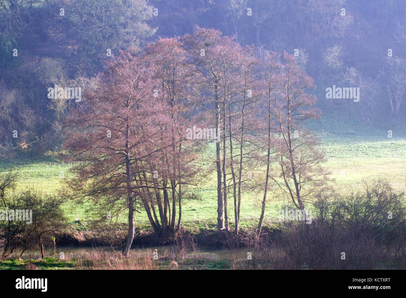 River Frome and spring woodland & Alders Stock Photo - Alamy