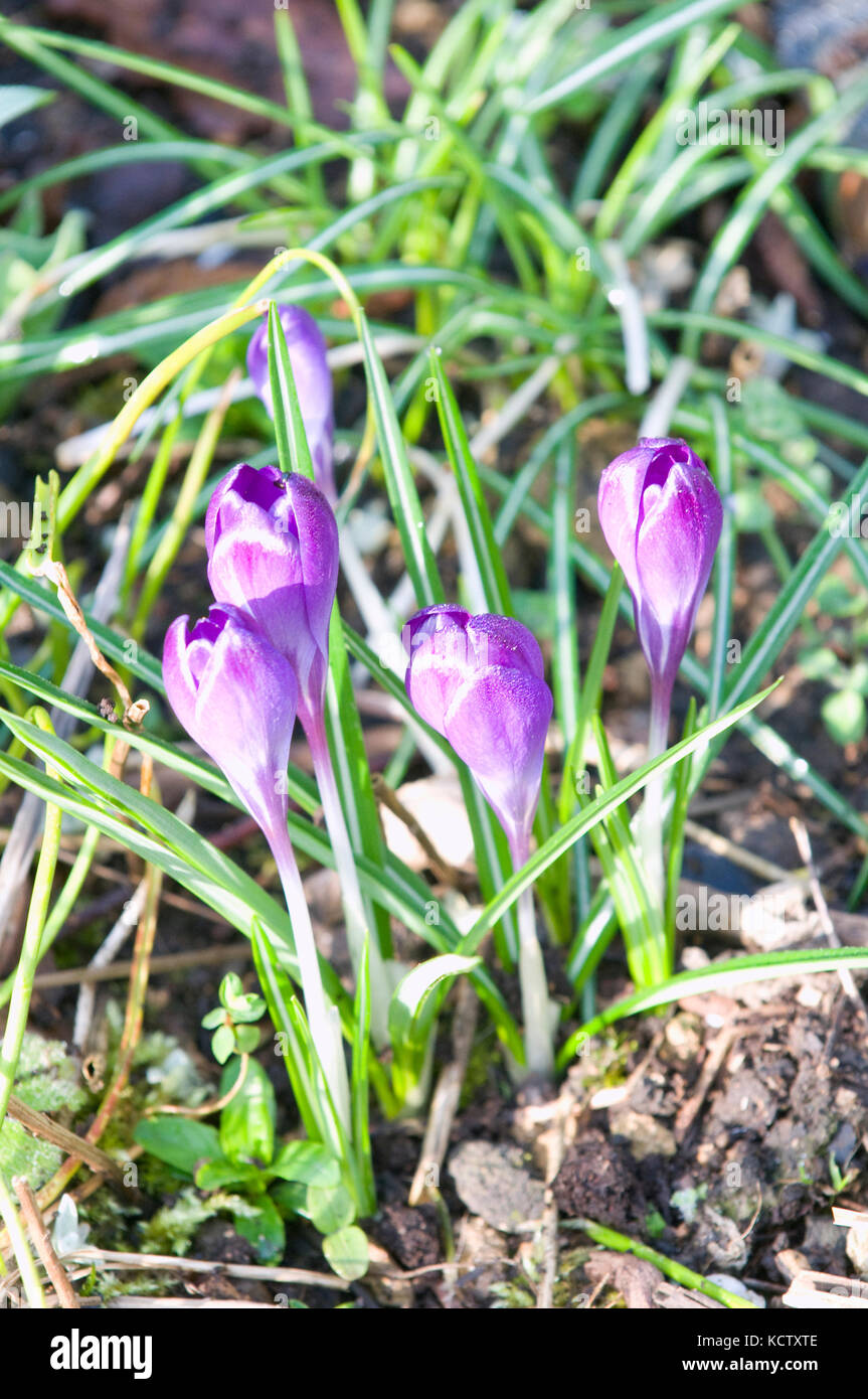 Croci hi-res stock photography and images - Alamy