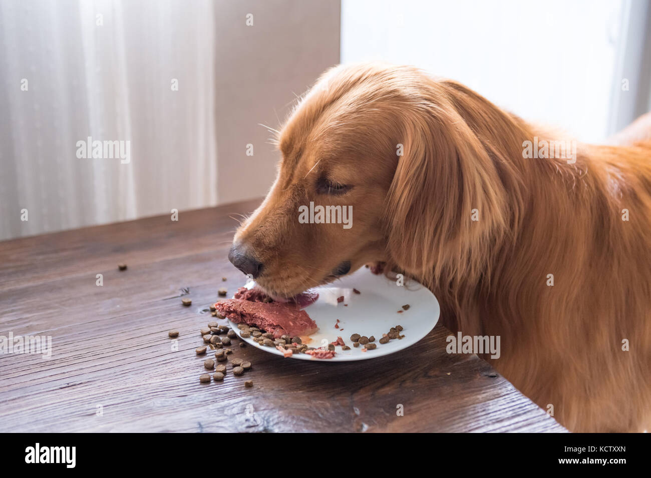 The Golden Retriever eating Stock Photo - Alamy