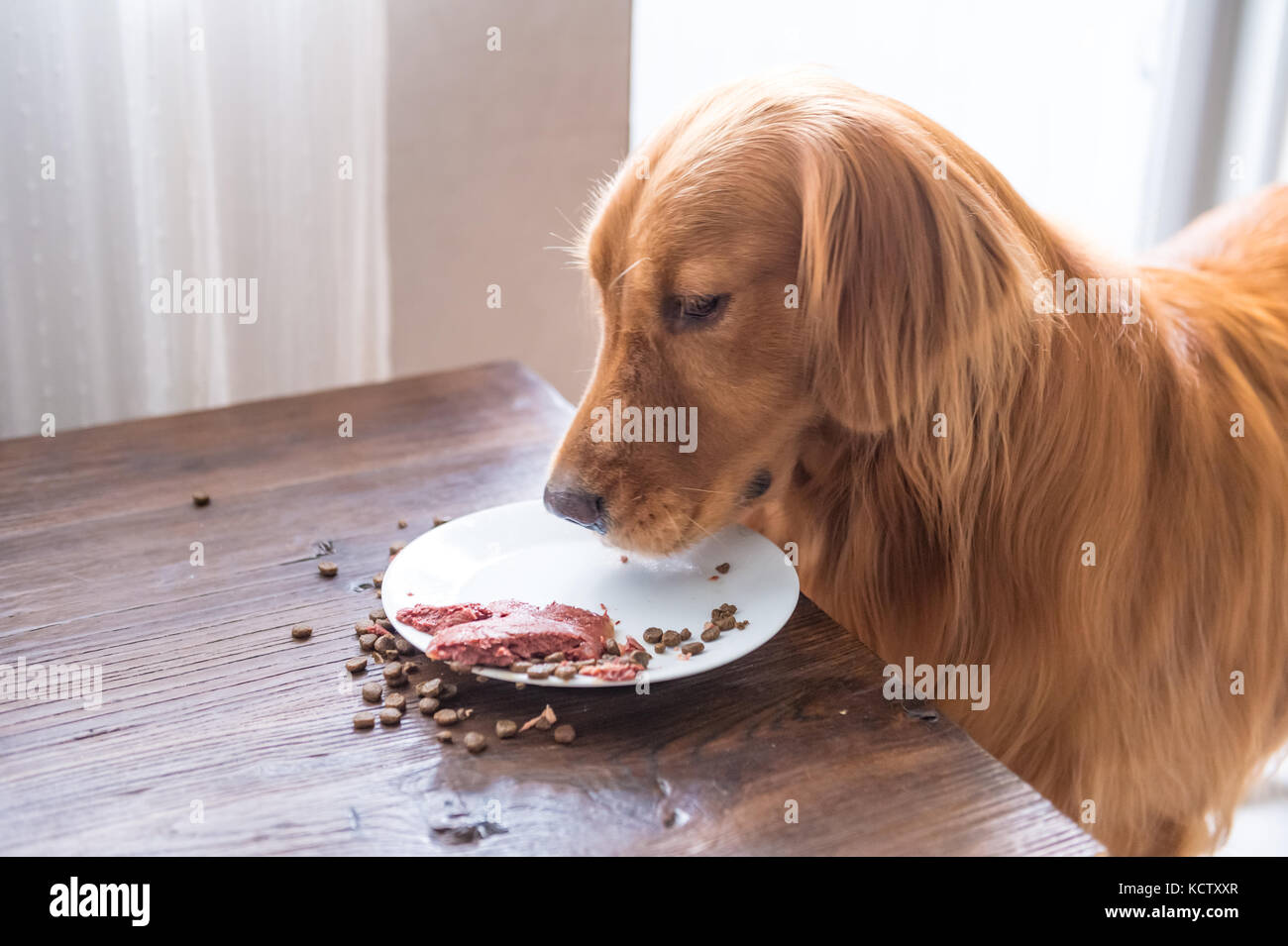 The Golden Retriever eating Stock Photo - Alamy