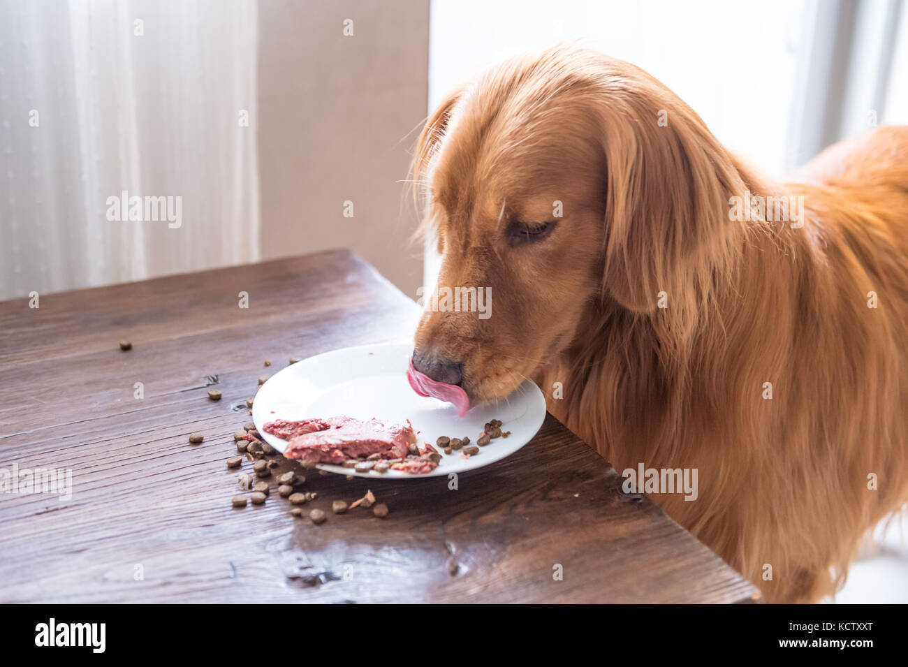 The Golden Retriever eating Stock Photo - Alamy