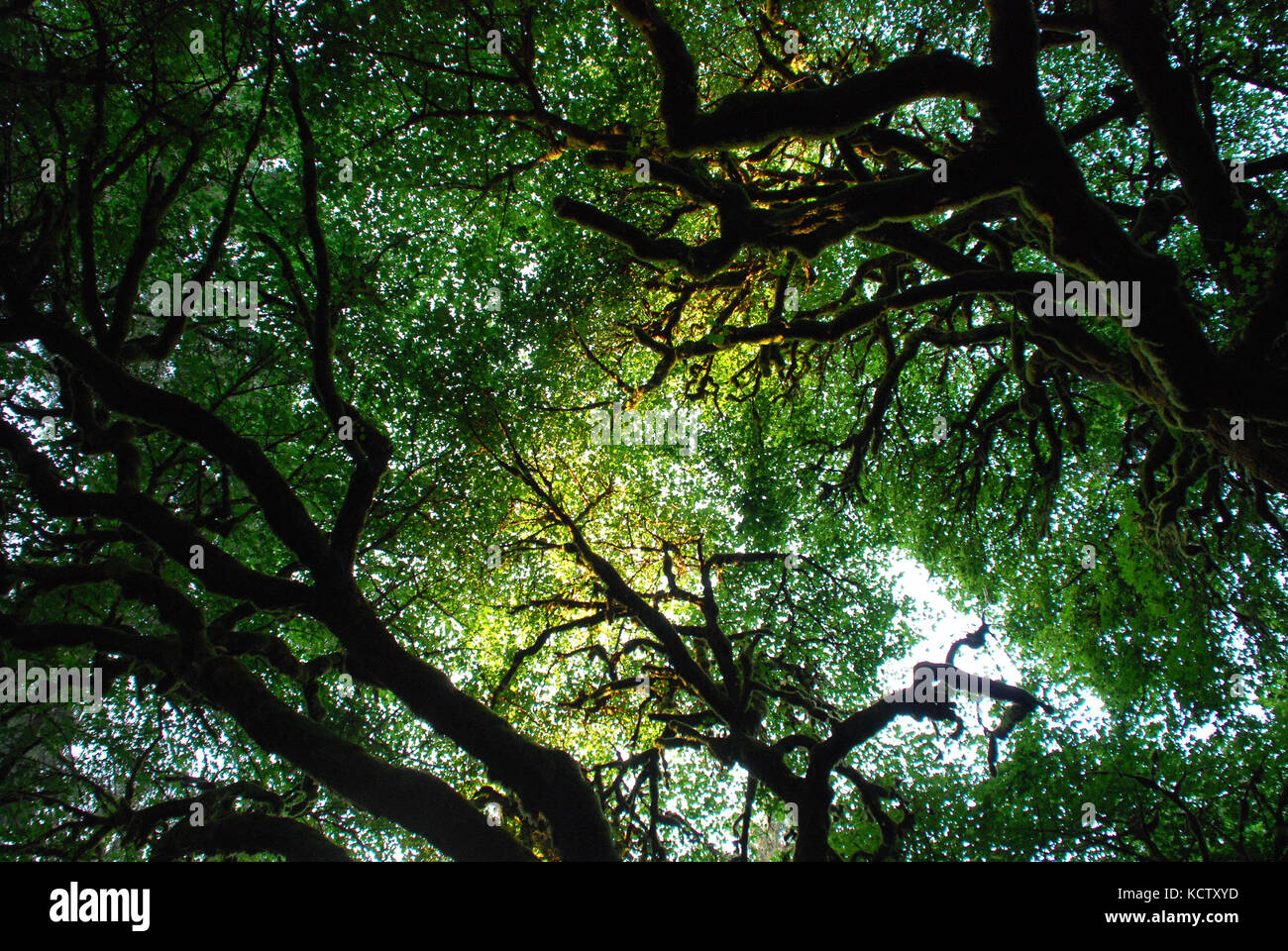 Sunlight filters through the branches of a majestic tree near Arcata ...