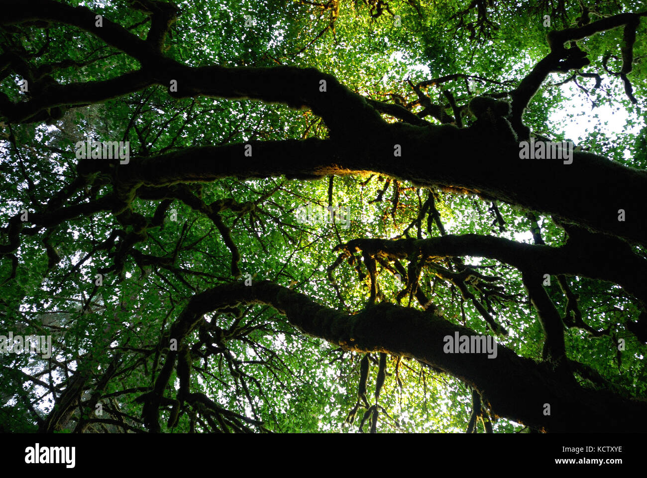 Sunlight filters through the branches of a majestic tree near Arcata ...