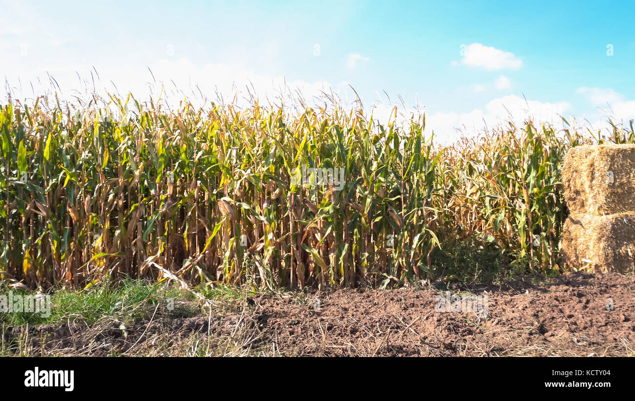 Corn maze at the pumpkin patch Stock Photo - Alamy