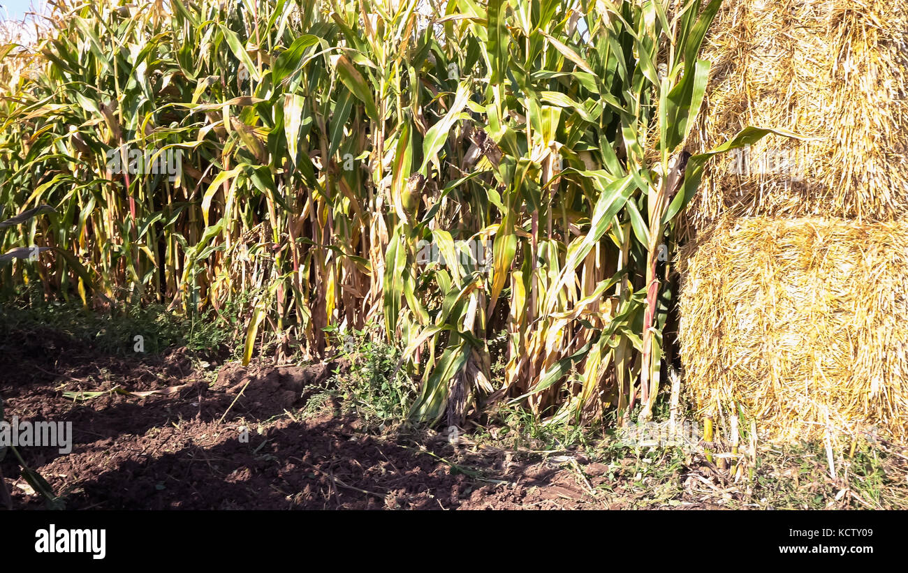 Corn maze at the pumpkin patch Stock Photo - Alamy
