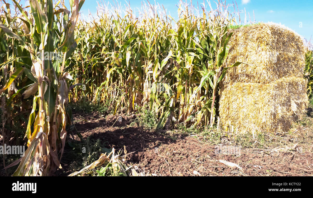 Corn maze at the pumpkin patch Stock Photo - Alamy