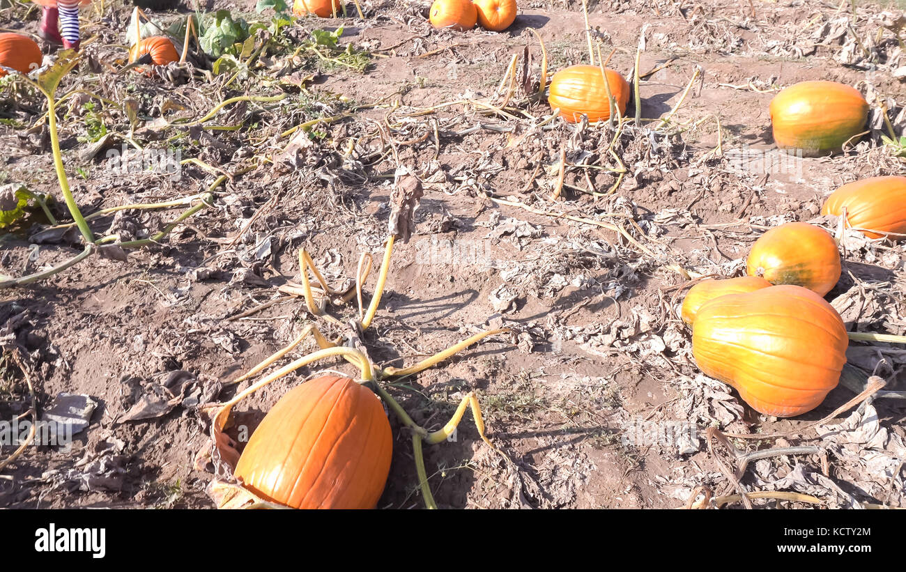 You pick large pumpkin patch early in the season Stock Photo - Alamy