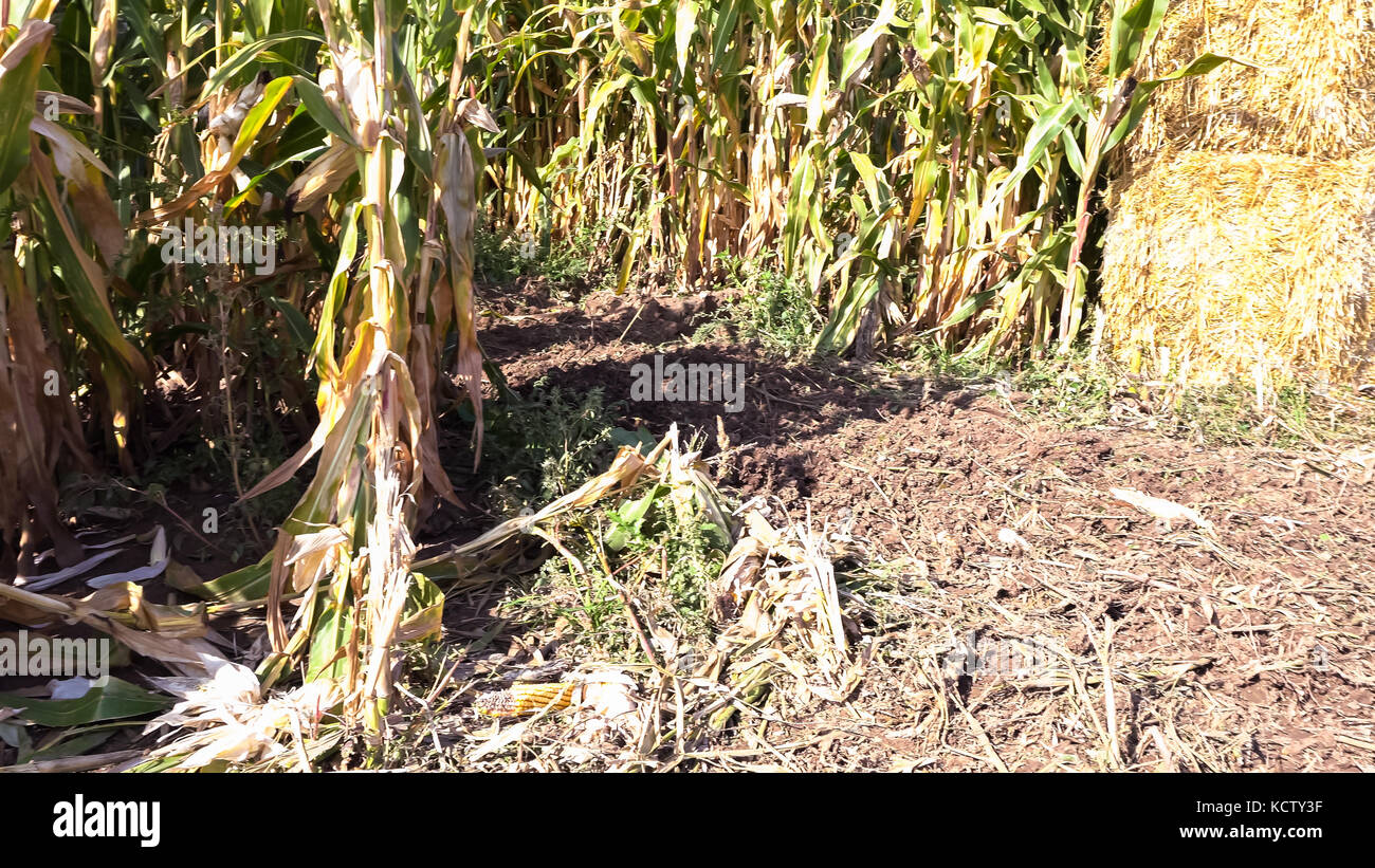 Corn maze at the pumpkin patch Stock Photo - Alamy