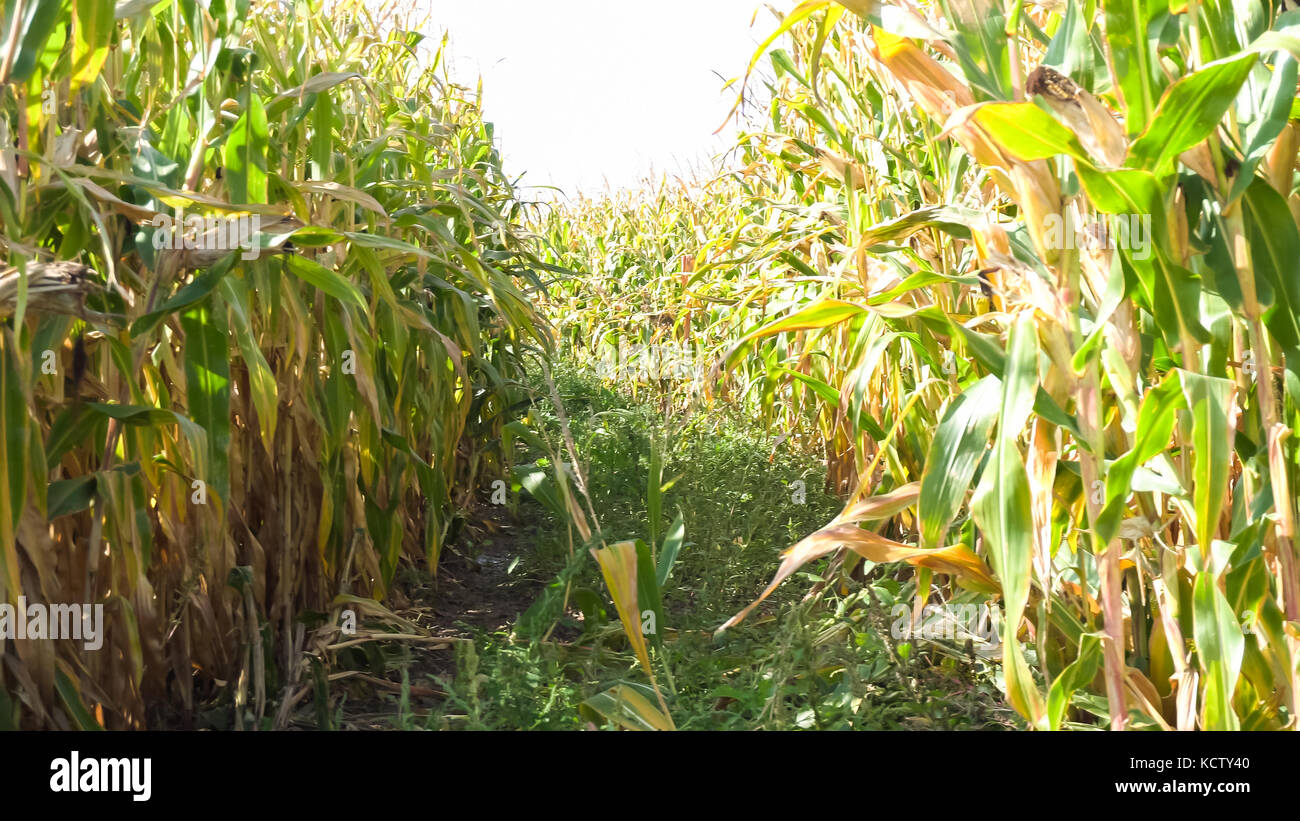 Corn maze at the pumpkin patch Stock Photo - Alamy