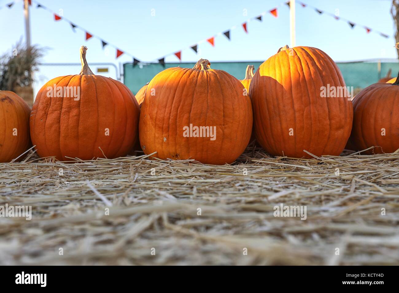 Pumpkin at local farm Stock Photo - Alamy