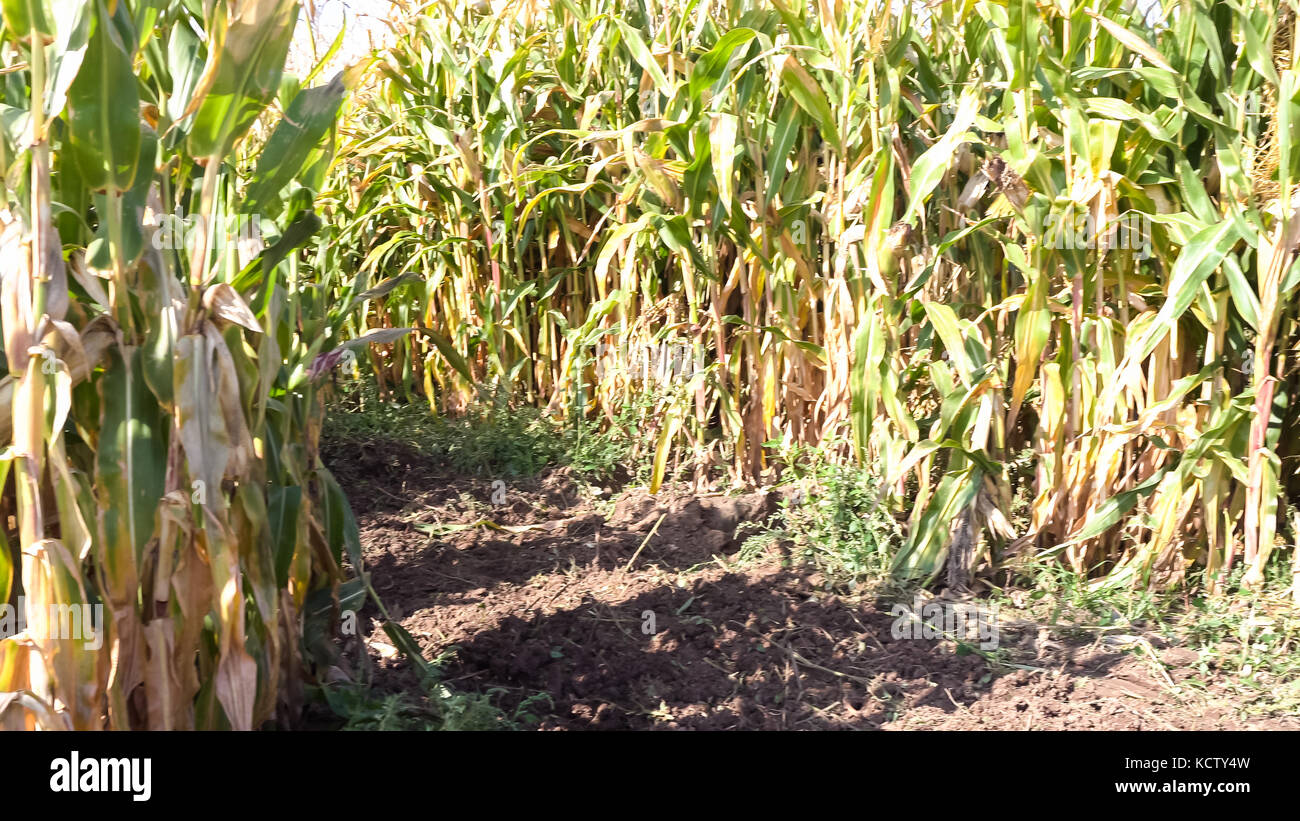Corn maze at the pumpkin patch Stock Photo - Alamy
