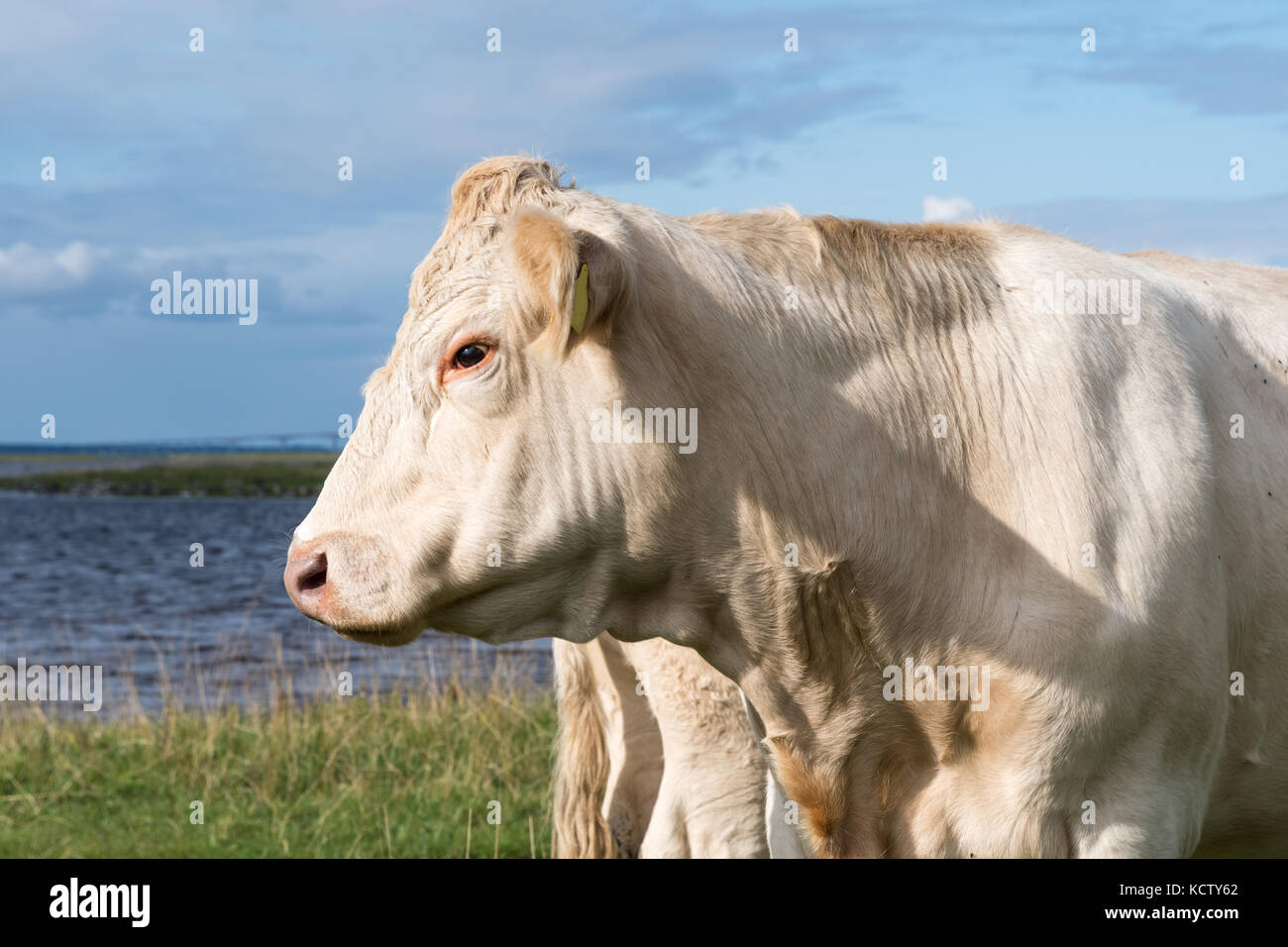 Head portrait of a white cow in a coastal landscape Stock Photo - Alamy