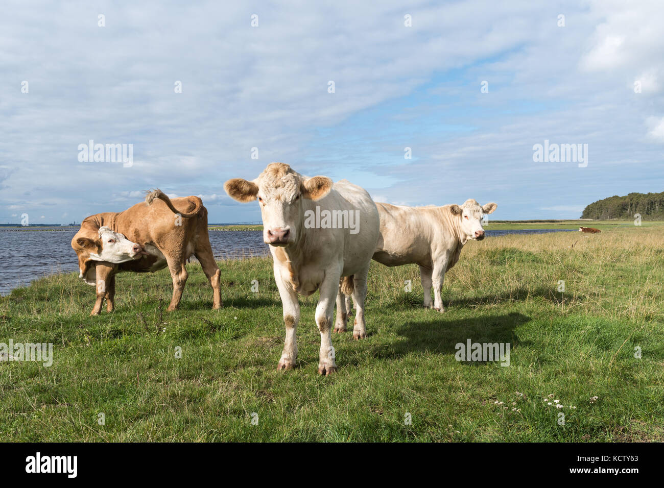 Seaside cattle hi-res stock photography and images - Alamy
