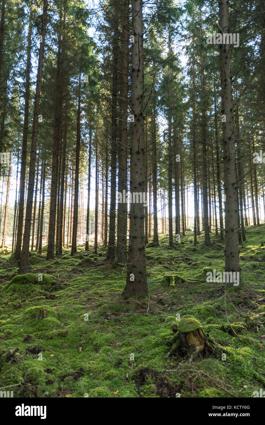 Tall spruce trees in an old forest with green mossy ground Stock Photo - Alamy
