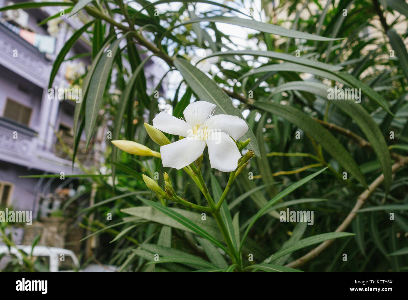 Pagoda tree hi-res stock photography and images - Alamy