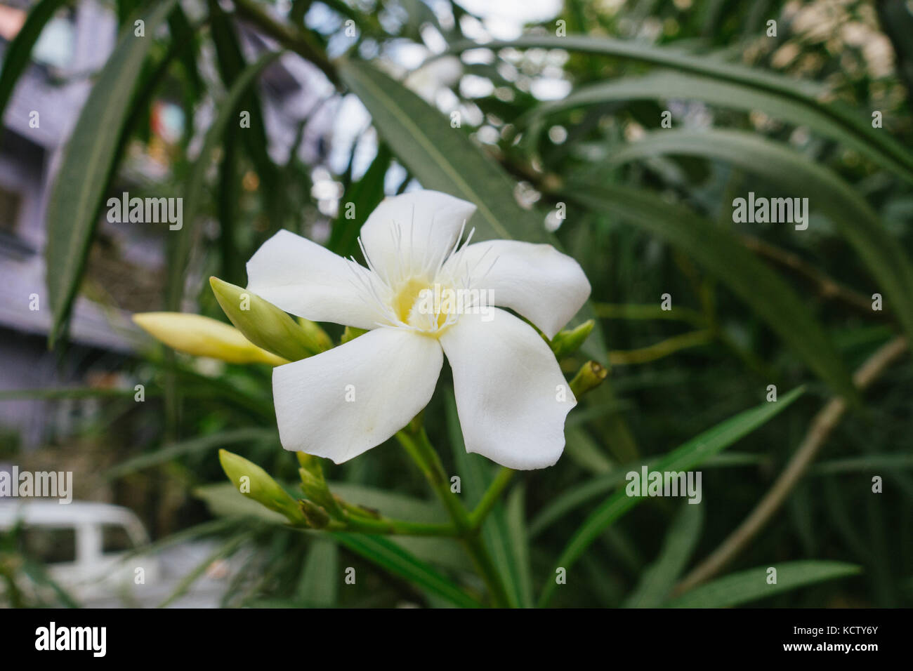 Frangipani flowers india hi-res stock photography and images - Alamy