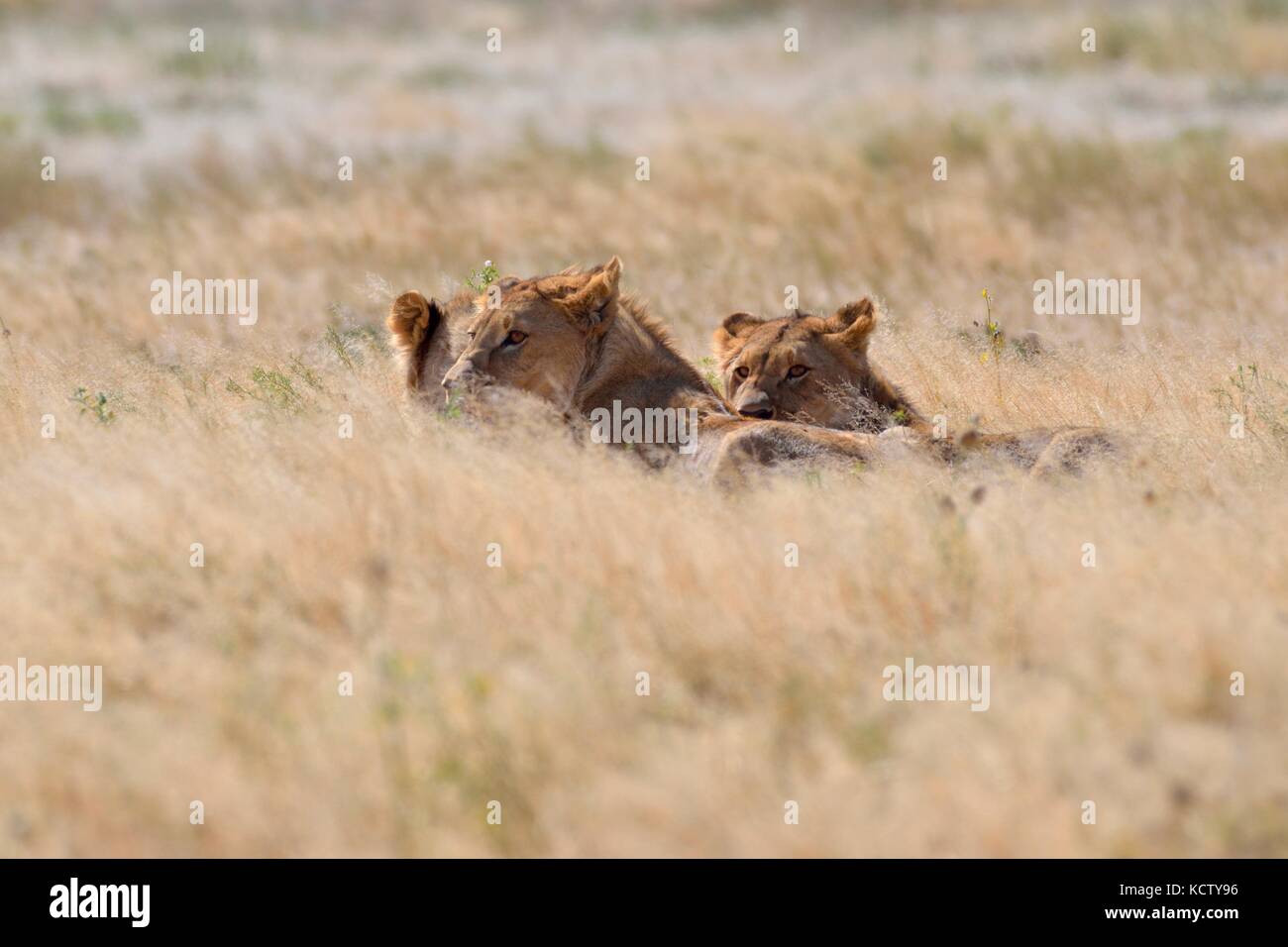 Springbok lion prey hi-res stock photography and images - Alamy
