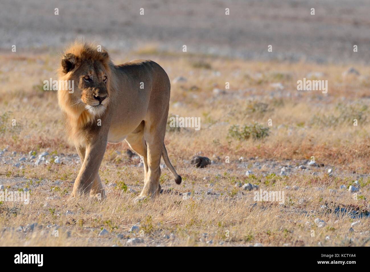 African lion (Panthera leo), adult male walking in dry grassland ...